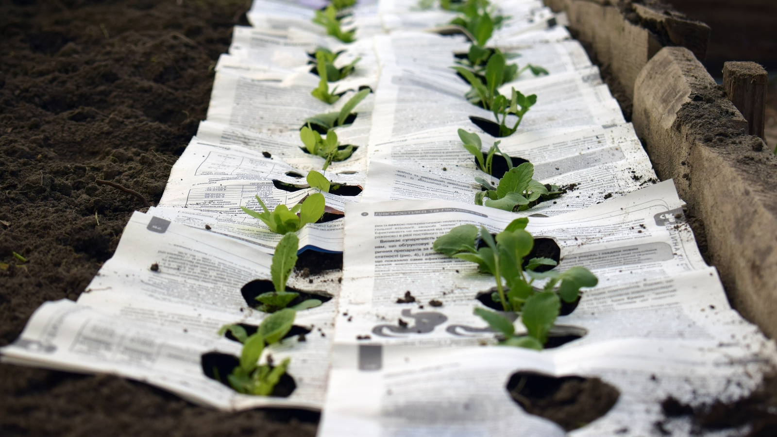 What To Know Before Using Shredded Paper Instead Of Mulch In Your Garden