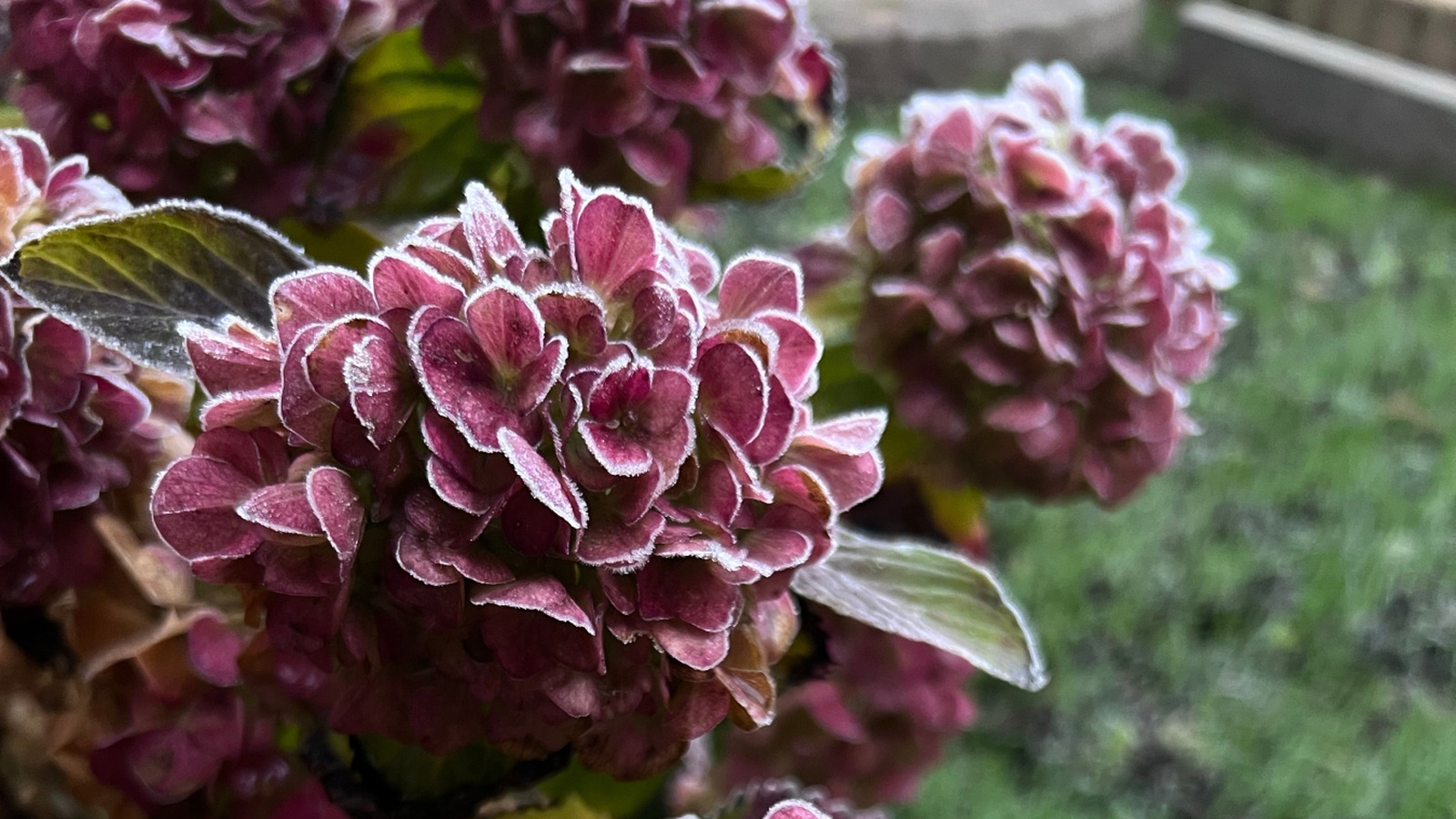 What You Must Do For Your Hydrangea Plants Before Frost Hits Your Area