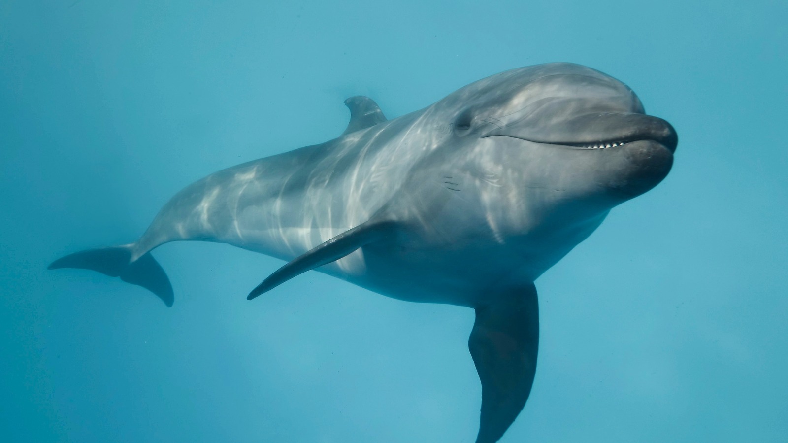 What You Should Do If You See Dolphins In The Water With You