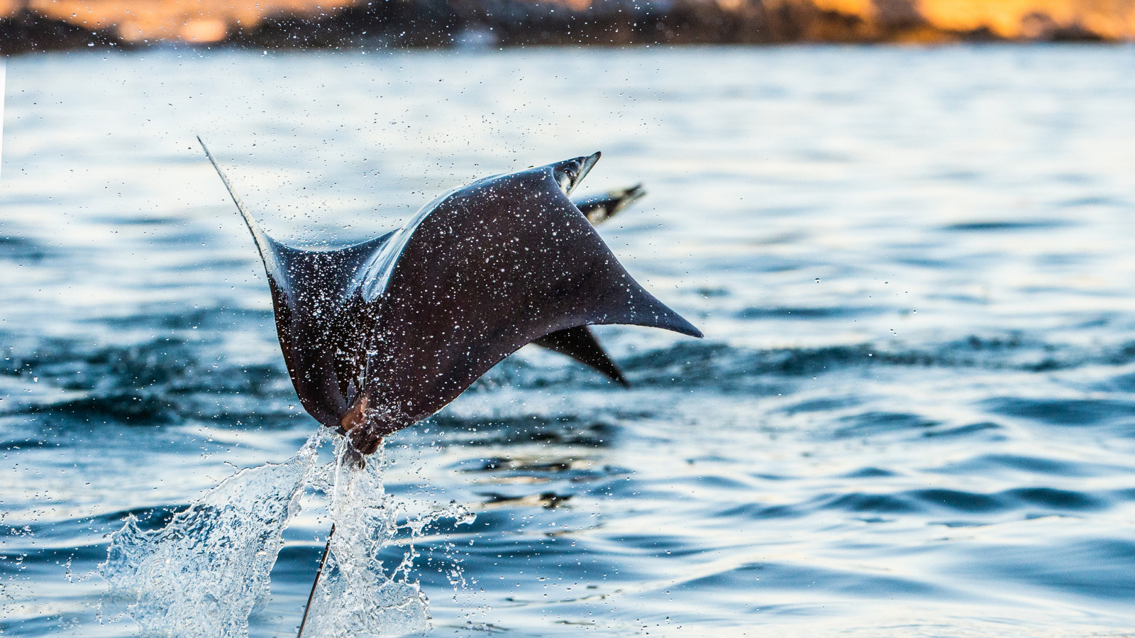 Where To Go In Mexico To See The Fascinating And Unique Flying Rays