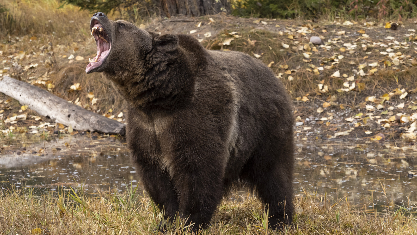 Why Are Bear Attacks On The Rise? Here's What We Know