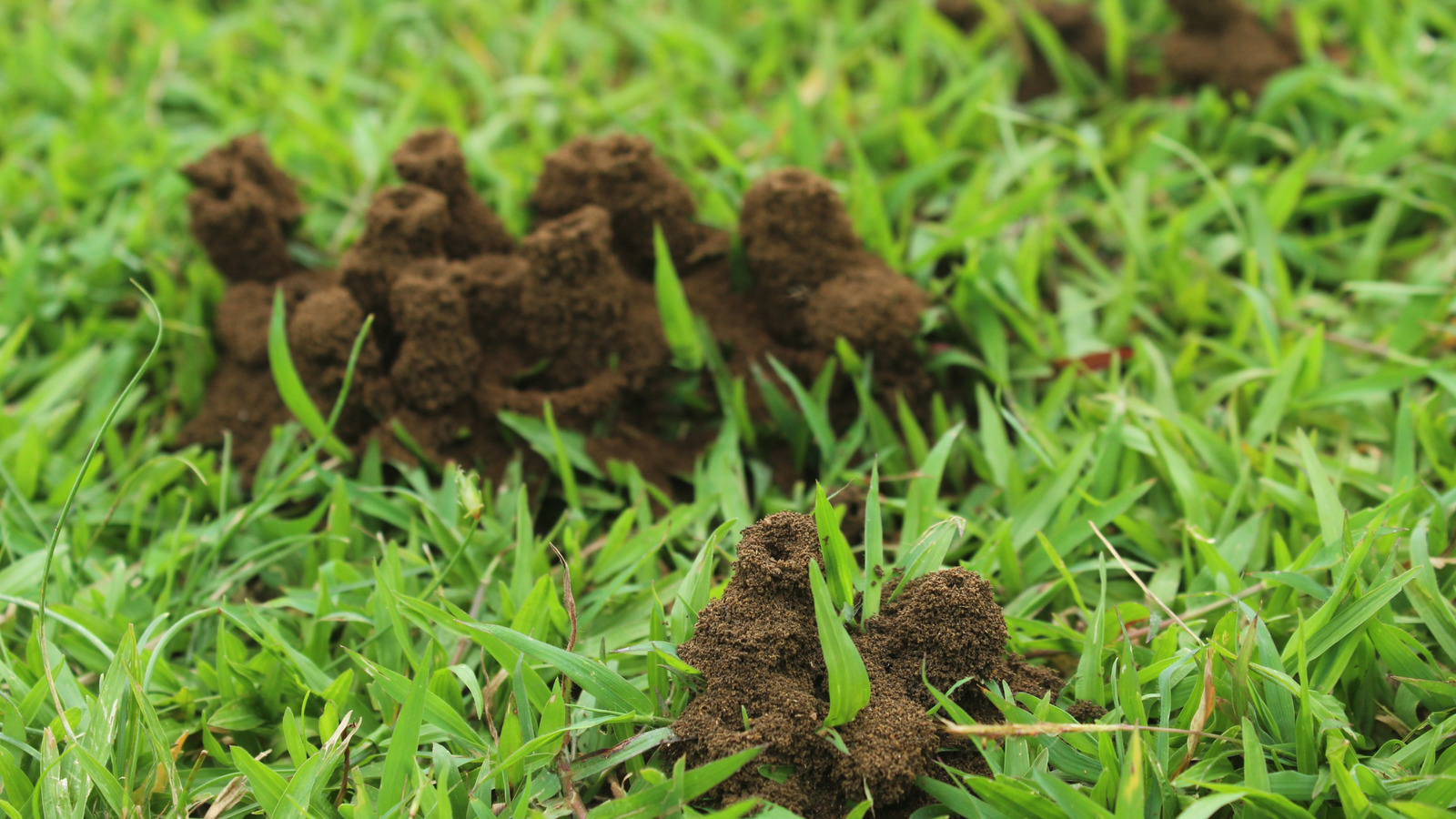 Why Are There So Many Ant Hills In Your Yard?