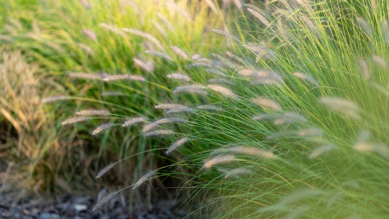 Why Fall Pruning Your Ornamental Grass Is Key For Better Growth Come Spring