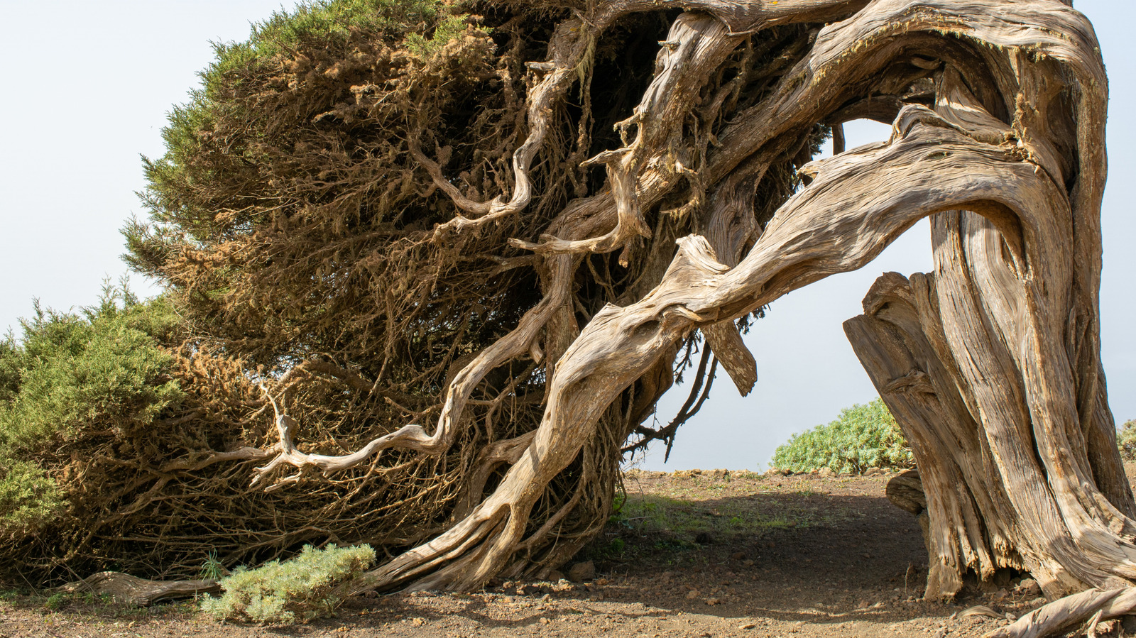 Why Some Trees Grow With Twisted Trunks And What It Means