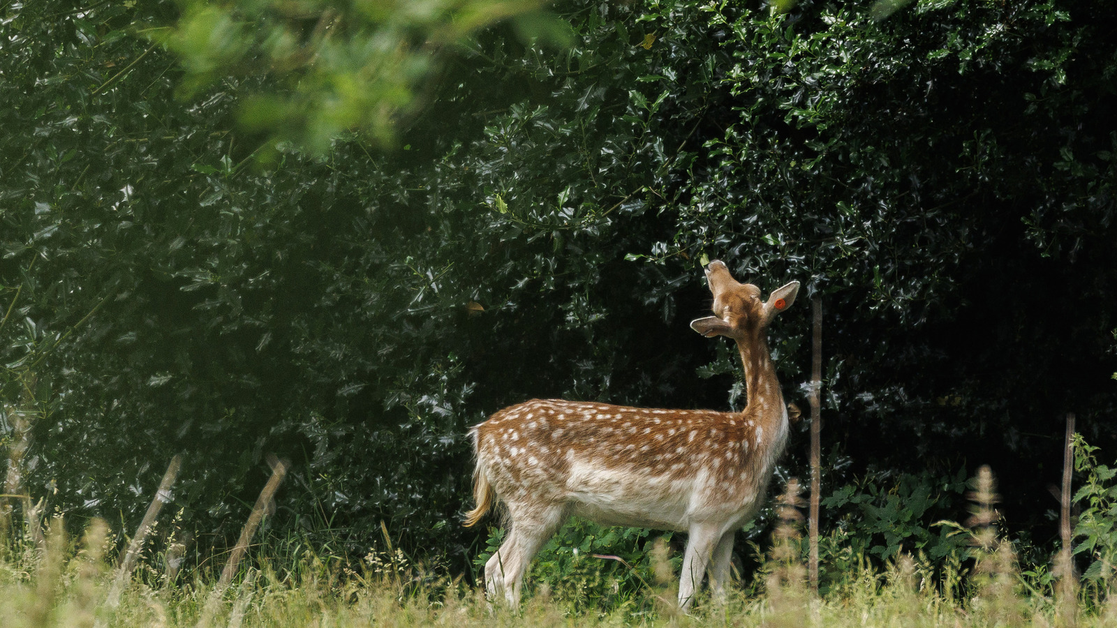 Why The Often-Recommended Herb For Deterring Deer Shouldn't Be Your Go ...