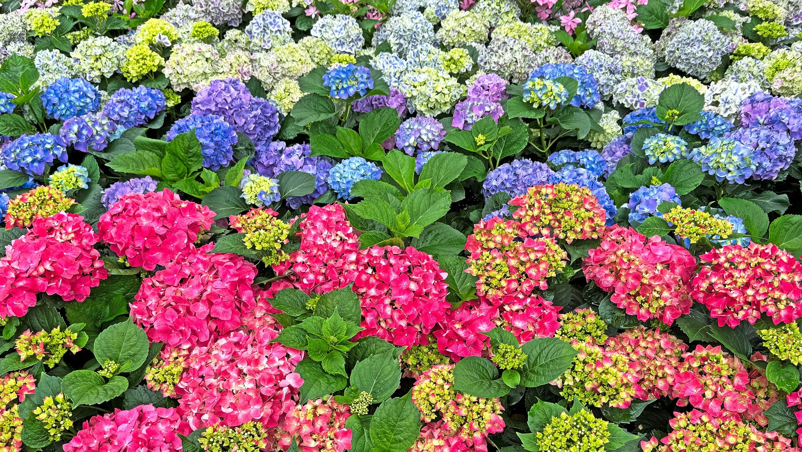 Why This Aluminum Foil Color-Changing Hydrangea Trick Is A Total Bust