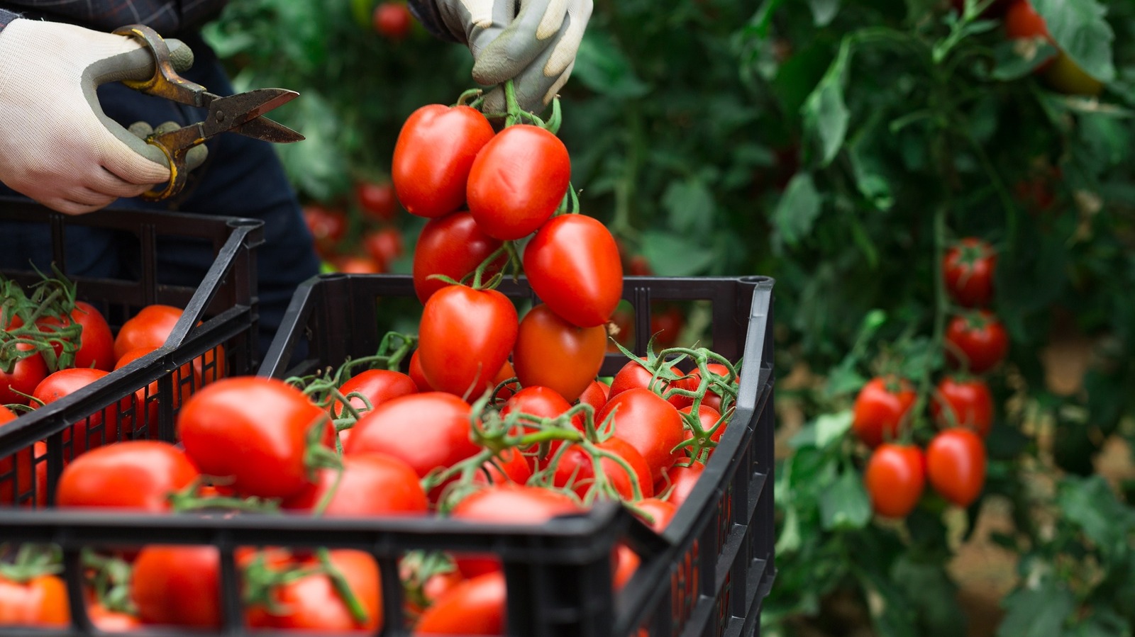 Why This Simple Trick For Sweeter Tomatoes Might Not Work In Your Garden