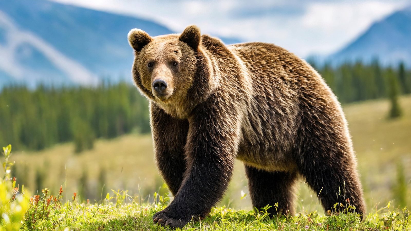 Why You Probably Won't Run Into Brown Bears In The Colorado Wilderness