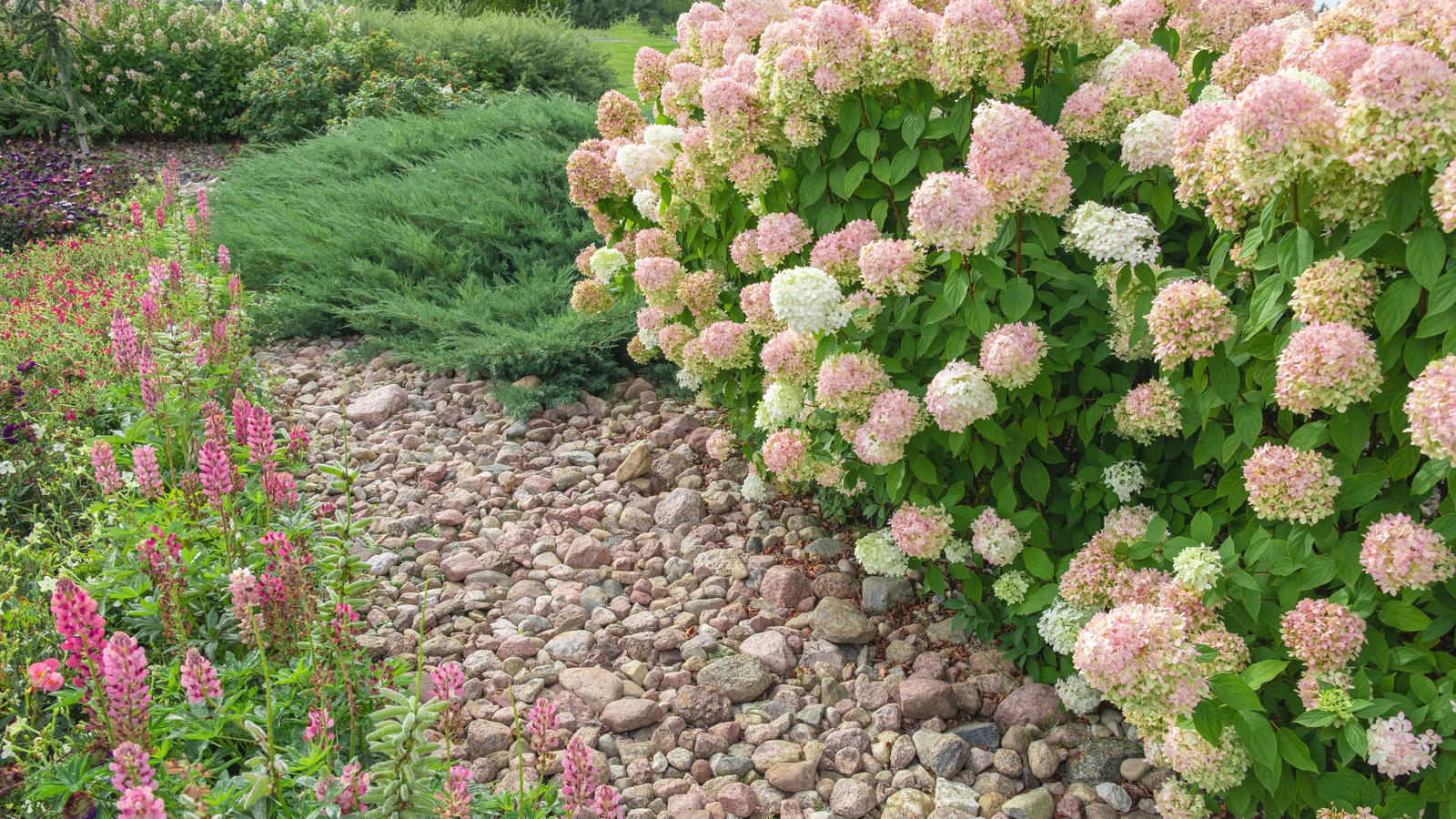 Why You Should Avoid Using Gravel Around Hydrangeas And What To Use Instead