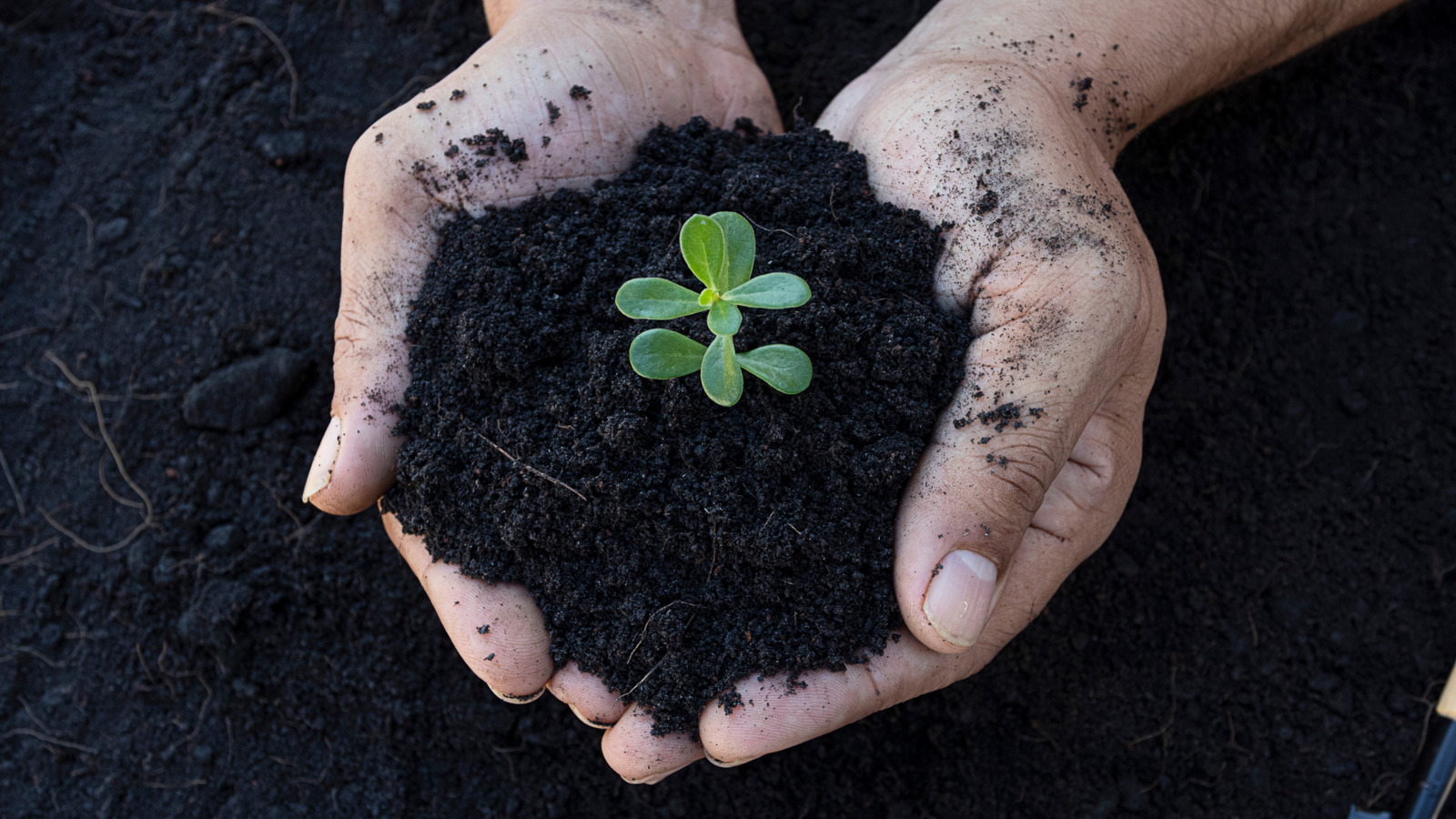 Why You Should Consider Loamy Soil For Your Garden