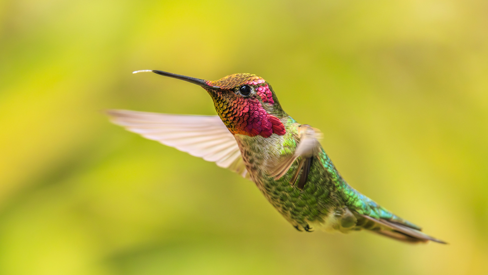 Why You Should Consider Using A Saucer-Shaped Hummingbird Feeder