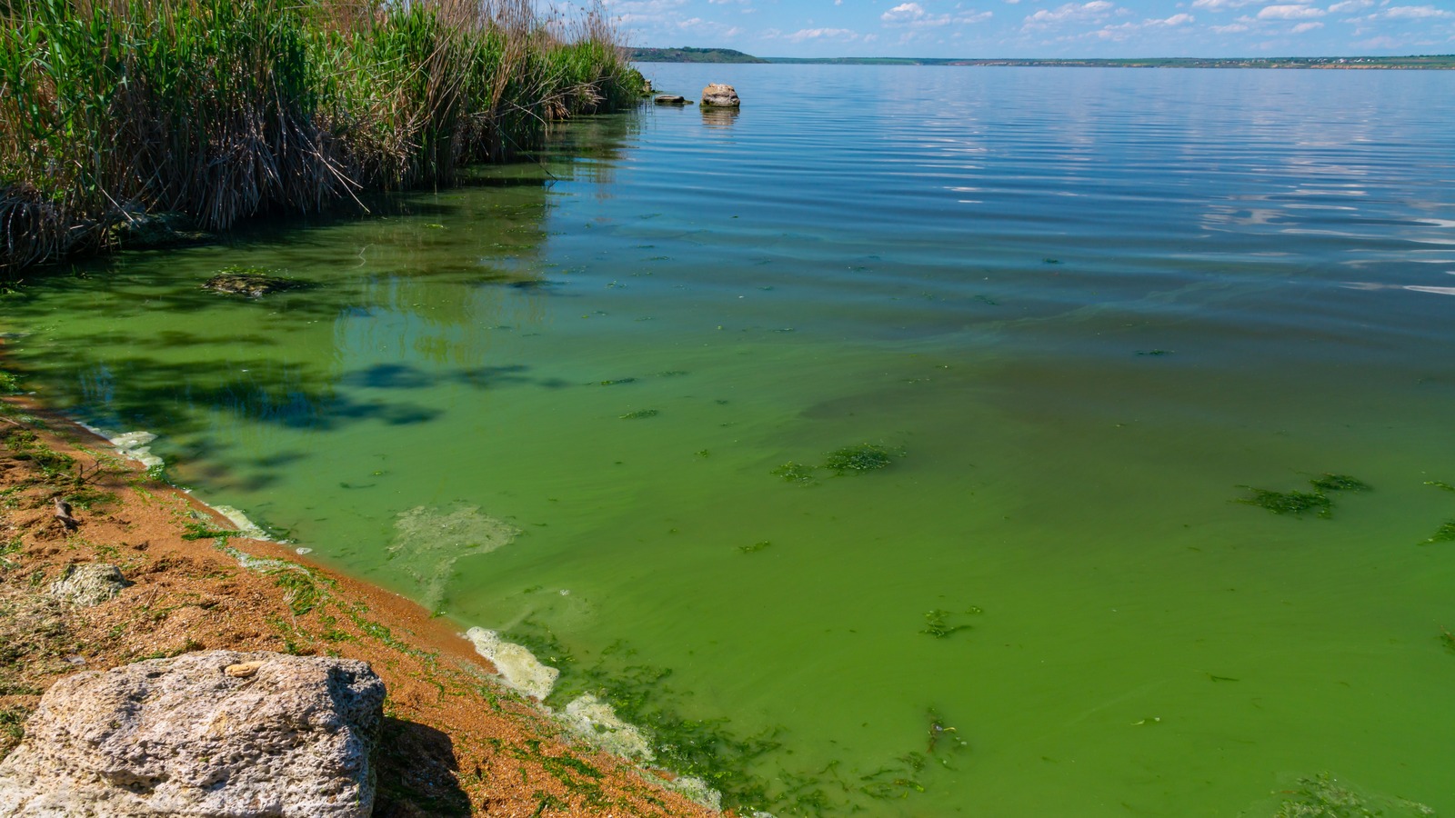 Why You Should Keep An Eye Out For Blue-Green Algae In Lakes And Rivers