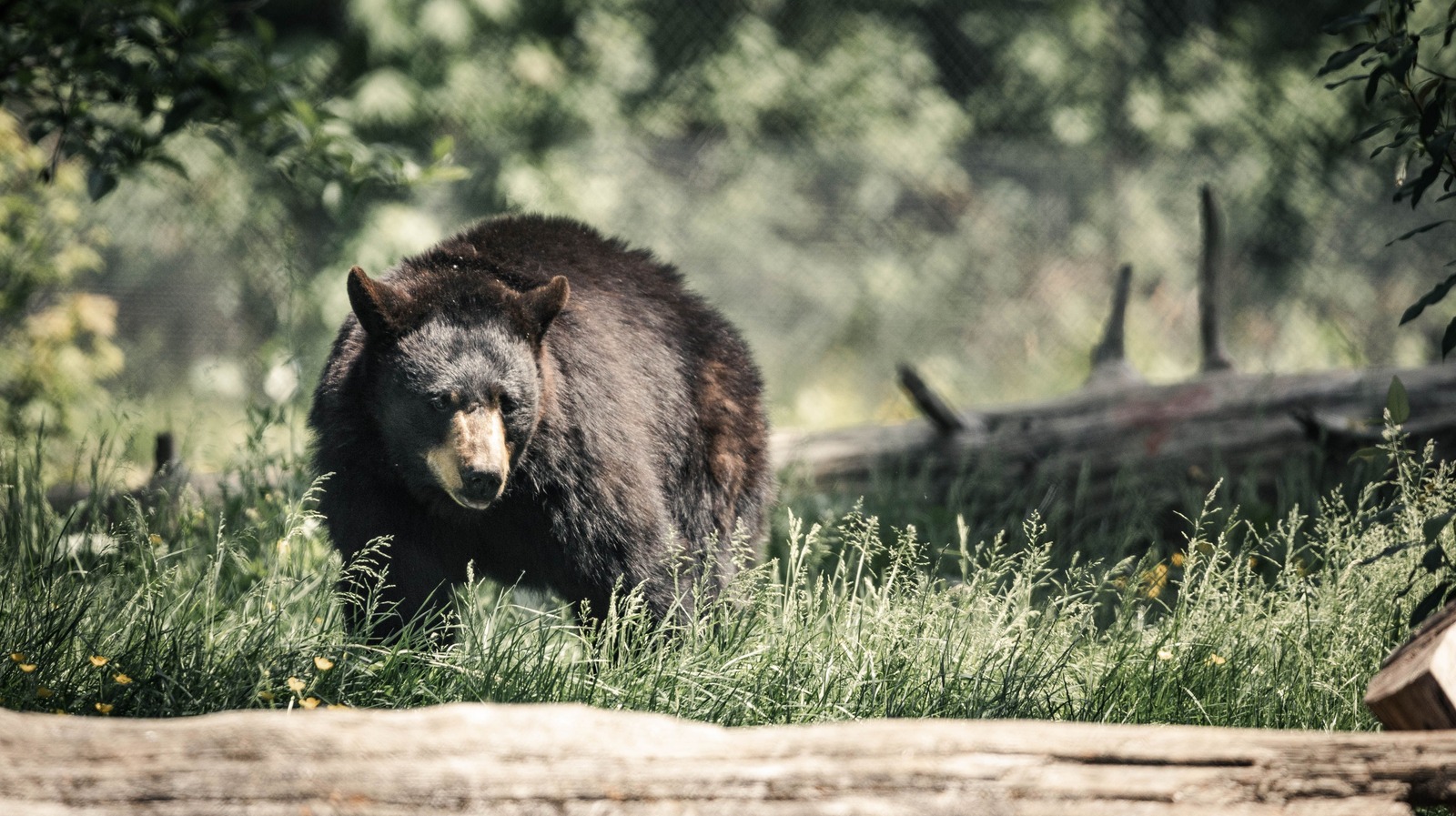 The California National Parks Where Bear Spray Has Been Banned