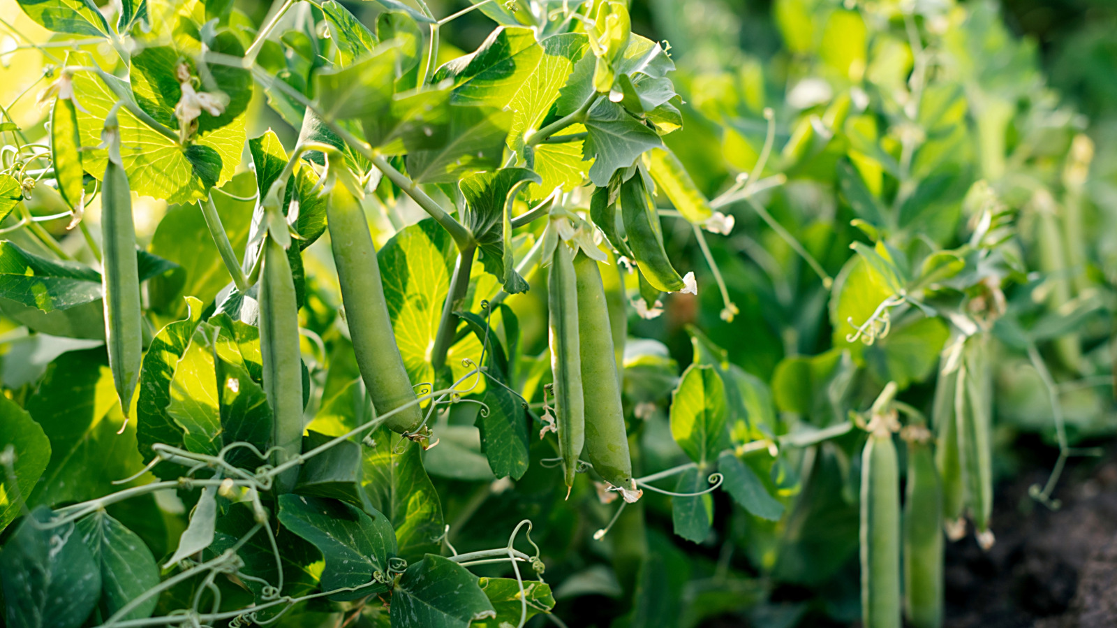 Why You Should Reconsider Planting Peas And Onions Together In Your Garden