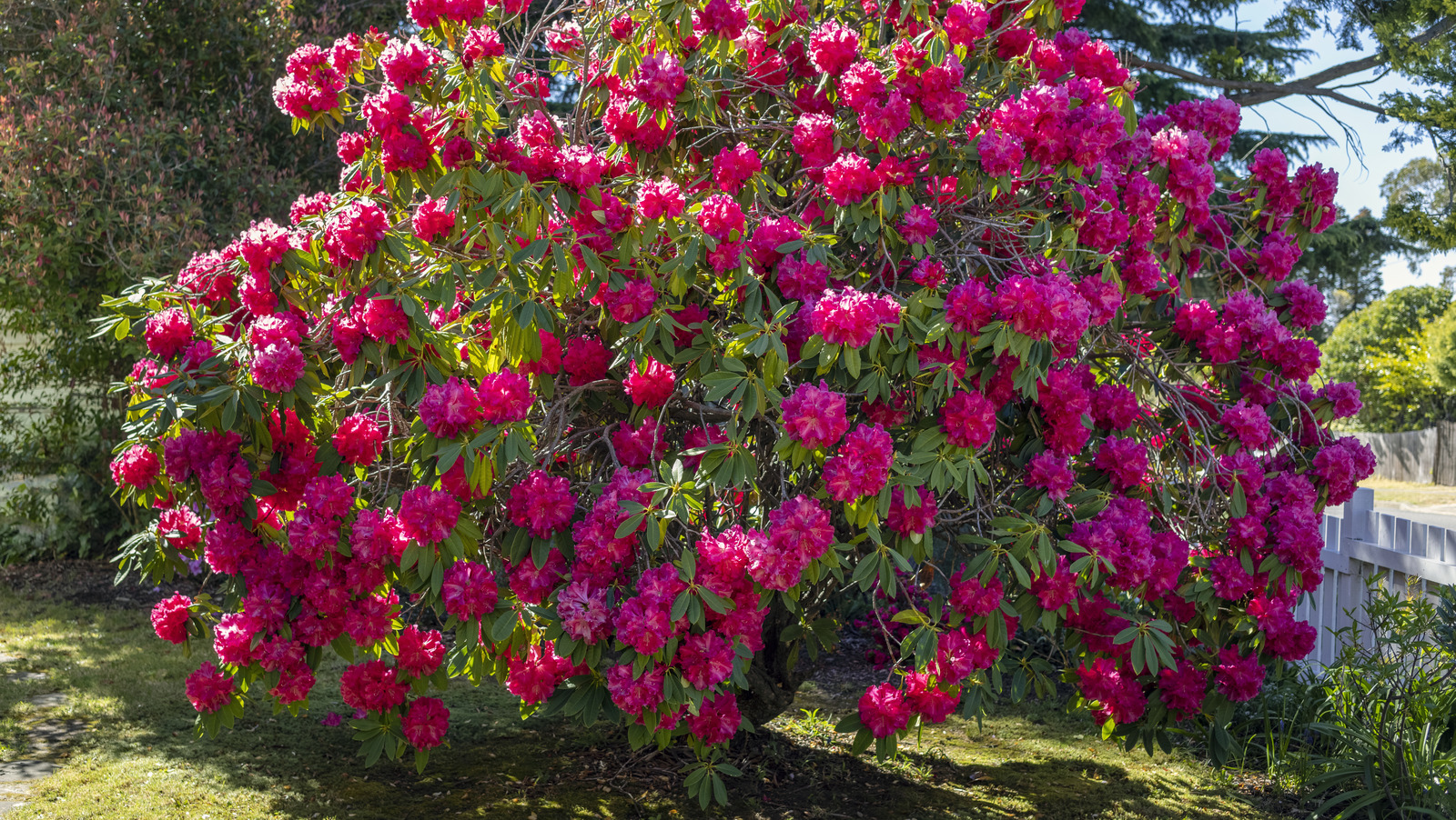 Why You Should Reconsider Pruning Azalea Shrubs During Fall