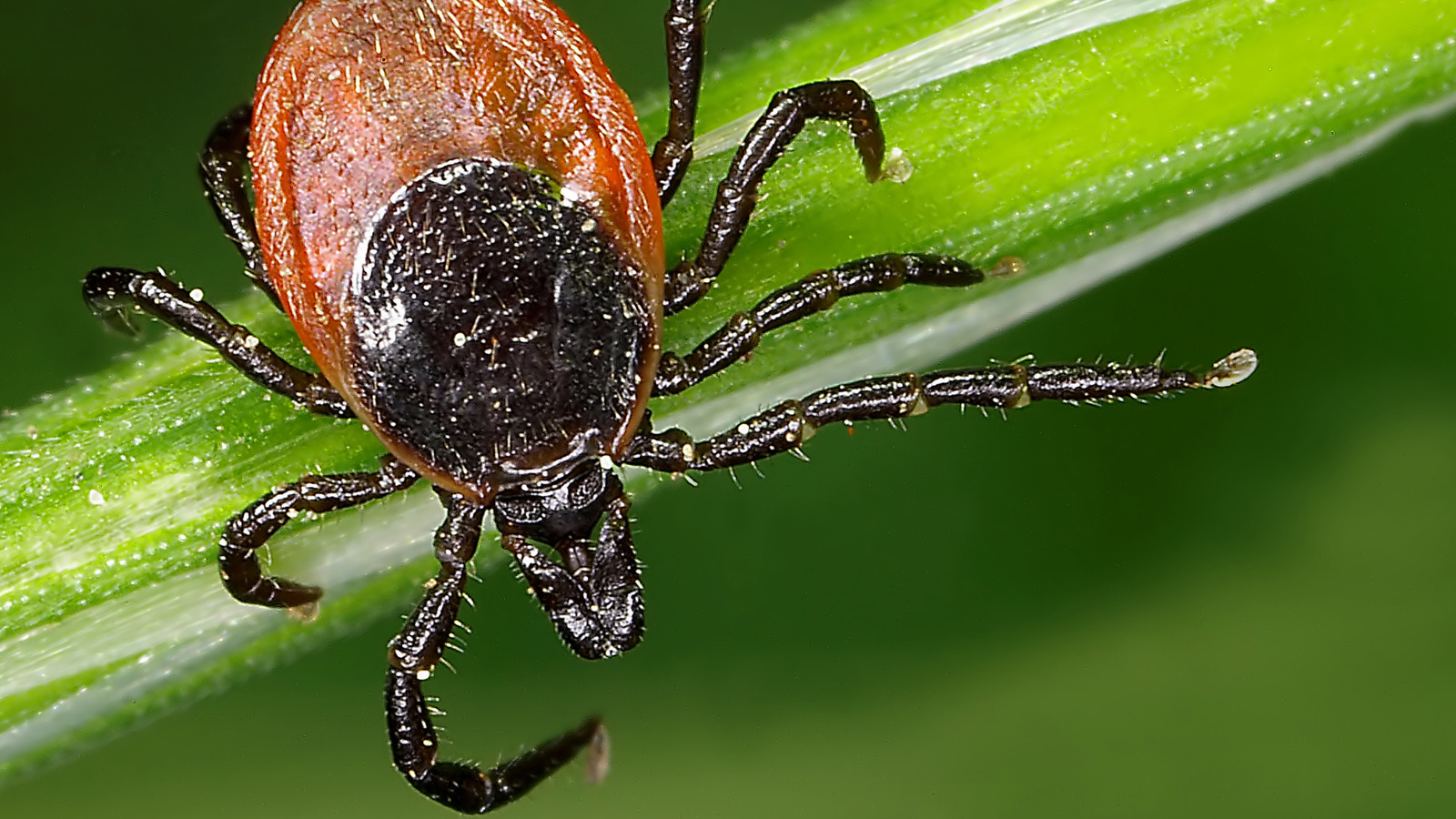 Why You Should Reconsider Trying The Salt Method For Getting Rid Of Ticks