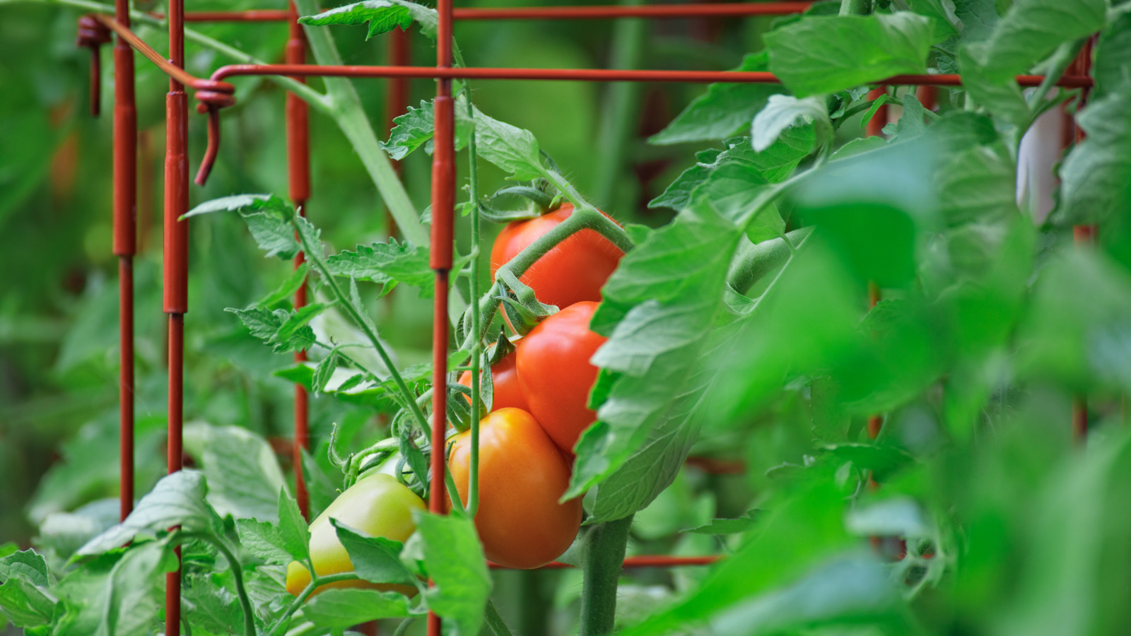 Why You Should Reconsider Using A Tomato Cage And What To Use Instead