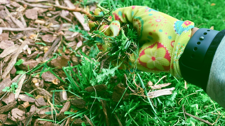 Why You Should Reconsider Using Borax To Stop Weed Growth In Your Yard