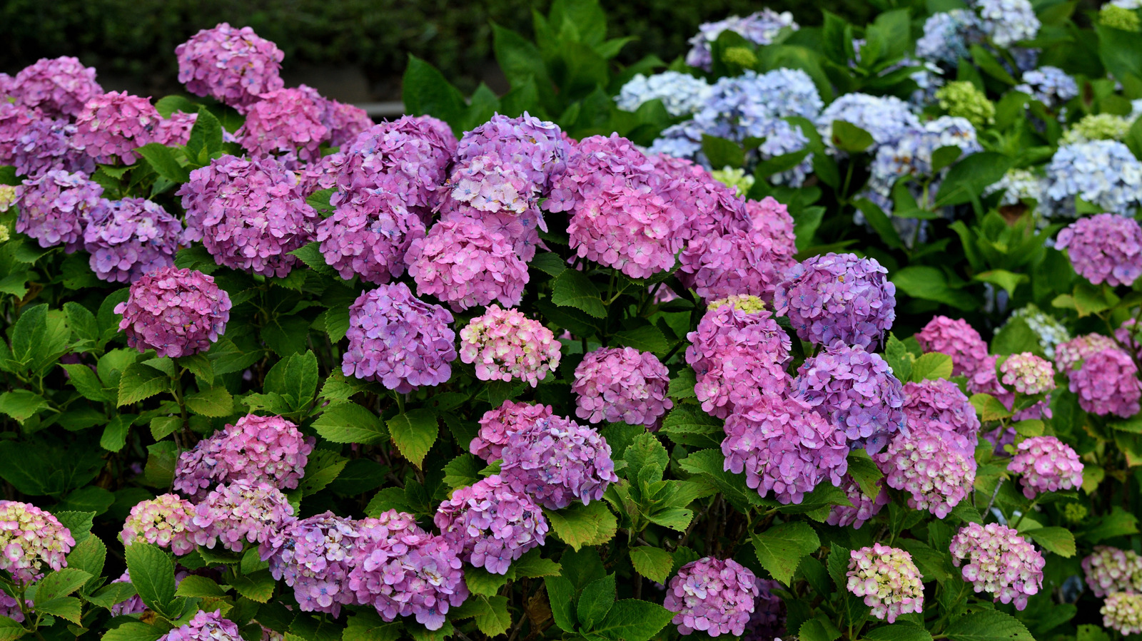 Why Your Garden Hydrangeas Are Struggling More Now Than Ever