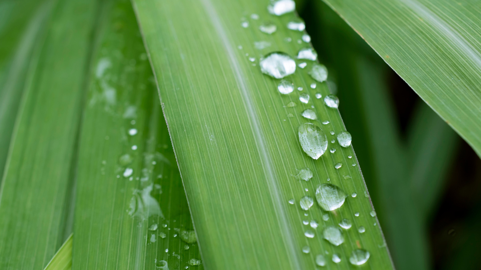Will Planting Citronella Grass In Your Garden Keep Mosquitoes Far Away?
