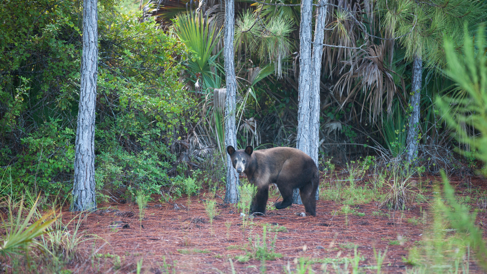 Yes, There Are Bears In Florida And Here's Where You Can Find Them
