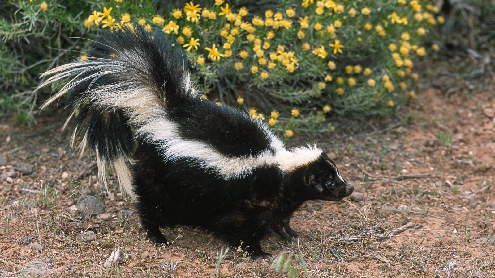 Your Kitchen Has The Secret Weapon To Repel Skunks From Your Garden