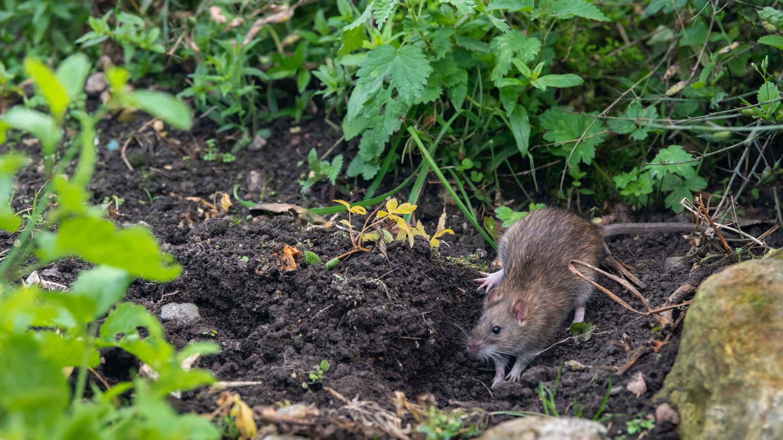 Your Rat Problem Will Be A Thing Of The Past After Planting Daffodils